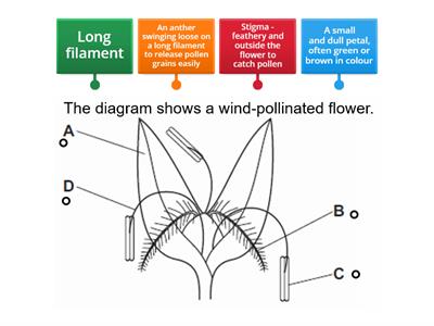 Flower - Teaching resources