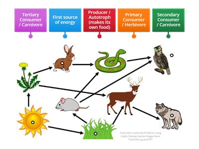 Wetland food web - Teaching resources