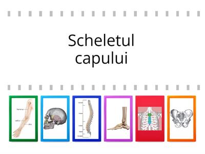 Scheletul uman - Resurse didactice