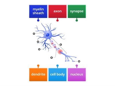 Neuron - Teaching resources
