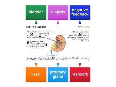 Kidney function - Teaching resources