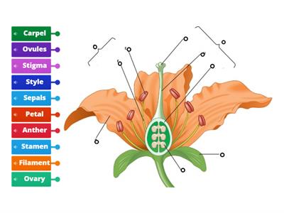 The parts of the flower - Teaching resources
