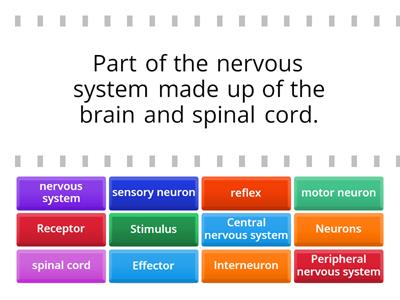The nervous system - Teaching resources