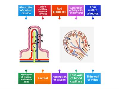 Absorption digestion - Teaching resources