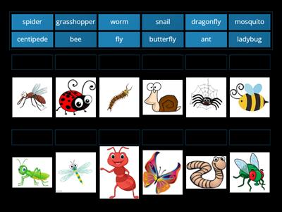 Minibeasts - Teaching resources