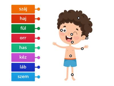 Testrészek - Tananyagok
