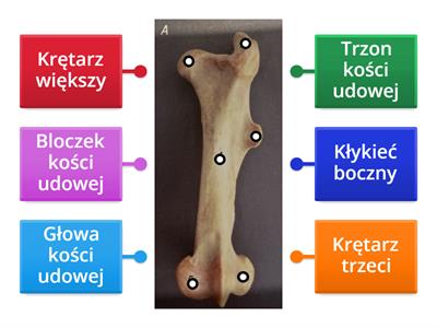 Anatomia psa - Materiały dydaktyczne