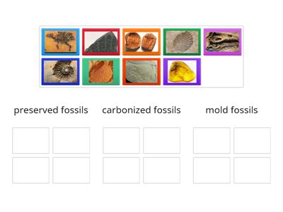 Fossils - Teaching resources