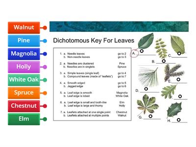 Dichotomous keys - Teaching resources