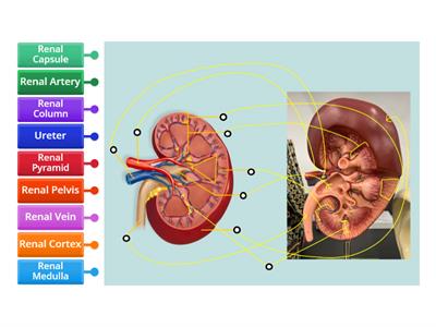 Kidney - Teaching resources