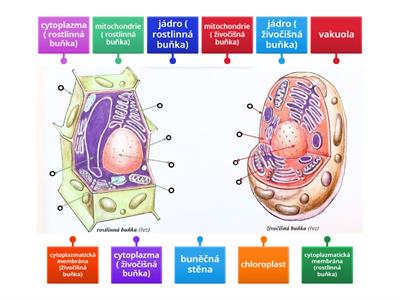 Buňka rostlinná - Výukové zdroje