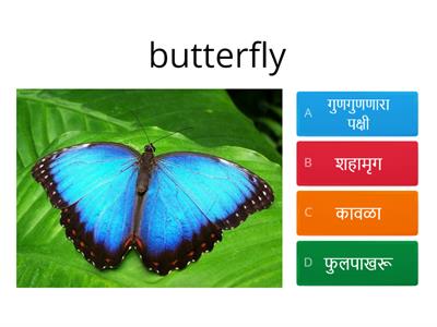 Insects - Teaching resources