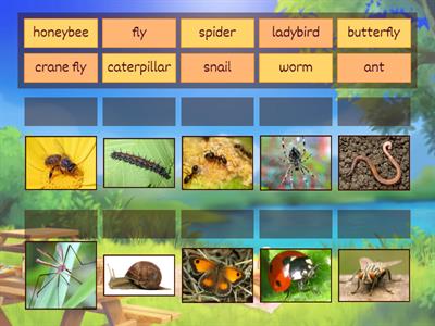 Minibeasts - Teaching resources