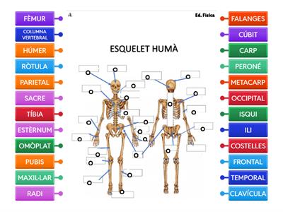 Esquelet humà - Recursos didácticos