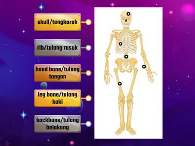 Tahun 5 Sains Rangka manusia - Sumber pengajaran