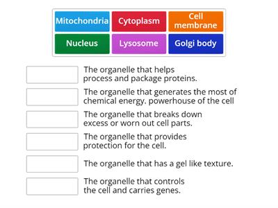 Animal cell match up - Teaching resources