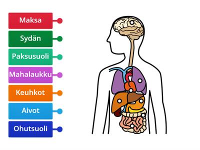Ihmisen osat - Tehtävät