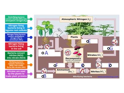 The nitrogen cycle - Teaching resources