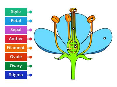 Flower - Teaching resources