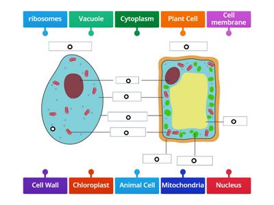 Animal cell and plant cell - Teaching resources
