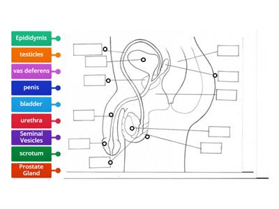 Parts of male reproductive system - Teaching resources