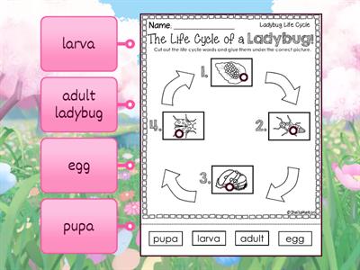 Ladybug - Teaching resources