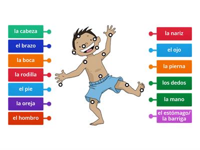 Las Partes Finas Del Cuerpo Humano Teaching Resources