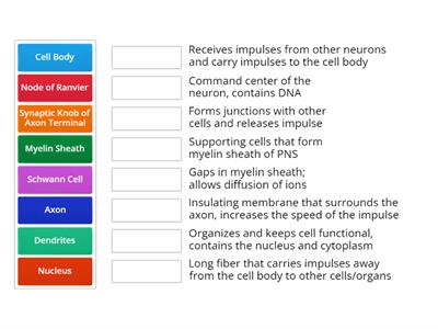 Neuron - Teaching resources