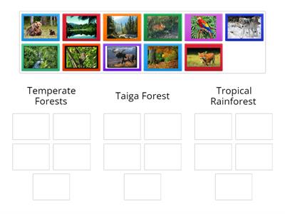 Forest - Teaching resources