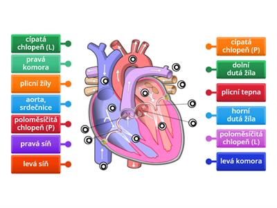 Srdce - Výukové zdroje