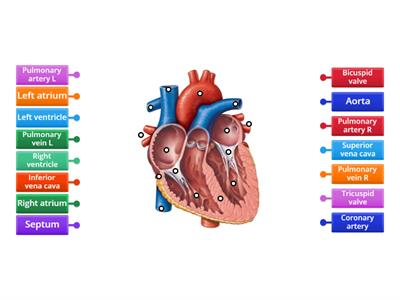The heart - Teaching resources