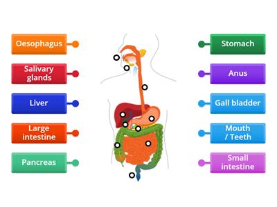 Digestive system labelling - Teaching resources