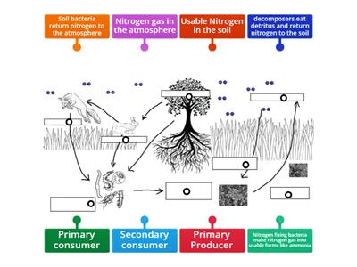 Nitrogen cycle cycle - Teaching resources