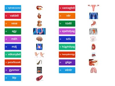 Sejtek szervek szervrendszerek 5osztãly - Tananyagok