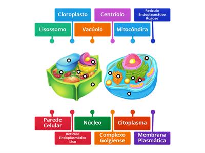 Célula animal e celula vegetal - Recursos de ensino