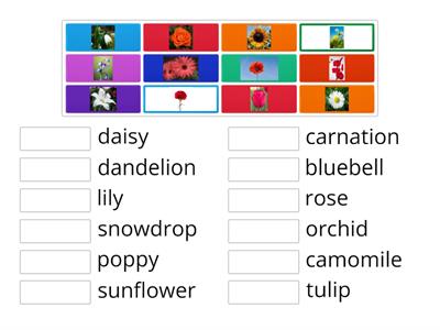 Flowers - Teaching resources