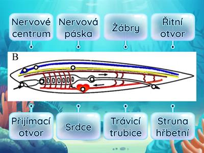 Strunatci - Výukové zdroje