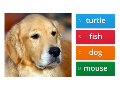 My pets - Teaching resources