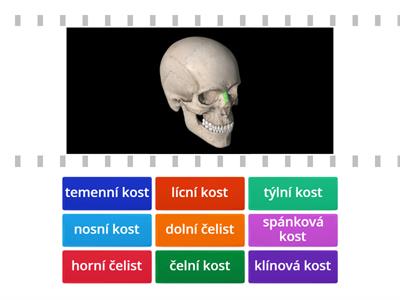 Kosti - Výukové zdroje