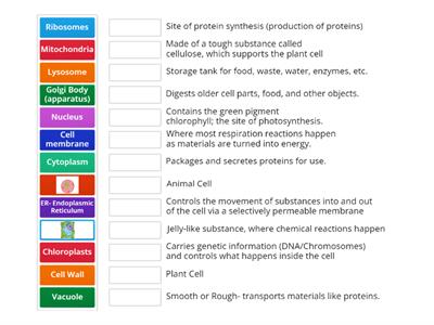 Plant and animal cell organelles - Teaching resources