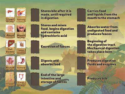 Digestive System Games - Teaching resources