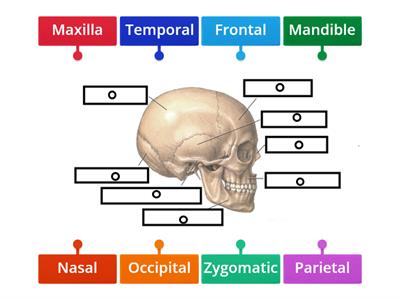 Bones head - Teaching resources