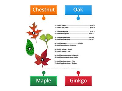 Dichotomous keys - Teaching resources