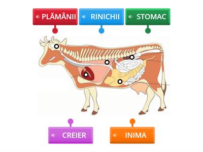 Animalele organe interne majore - Resurse didactice