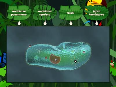 Biologia Pantofelek - Materiały dydaktyczne