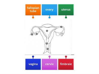 Female reproductive system - Teaching resources