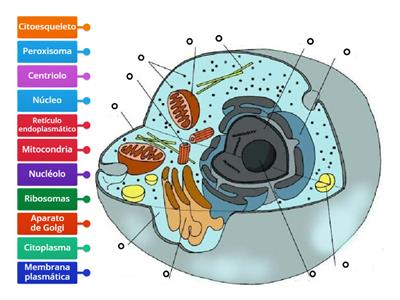 Célula eucariota - Recursos didácticos