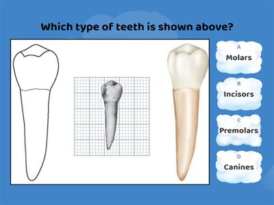 Teeth - Teaching resources