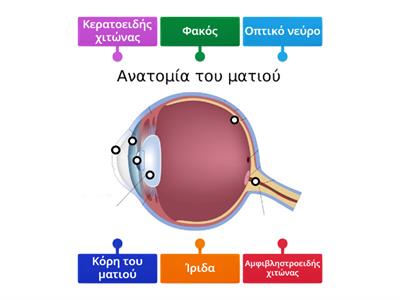 Τα μερη του φυτού - Εκπαιδευτικές δραστηριότητες