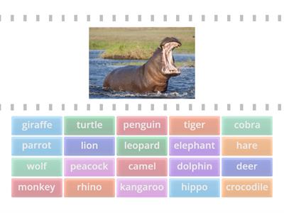 Animals - Teaching resources